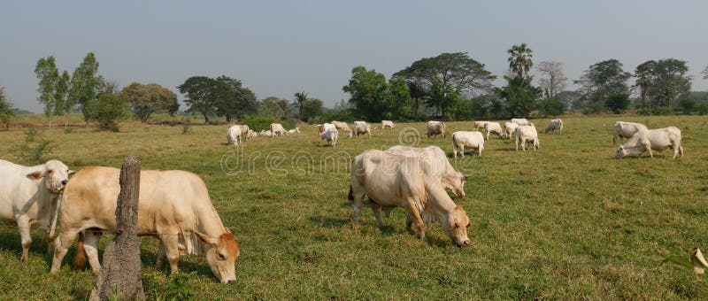 Fram White cows stock image. Image of river, fish, seafood - 66869221
