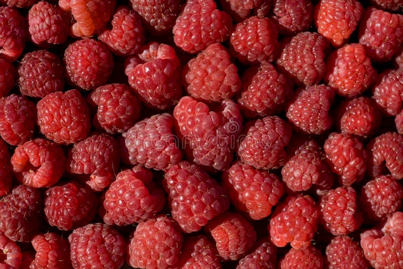 Framboesa fresca imagem de stock. Imagem de fresca, framboesa - 29010563