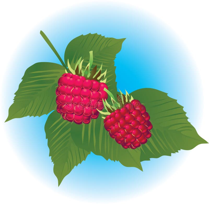 Framboise illustration de vecteur. Illustration du vert - 11939331
