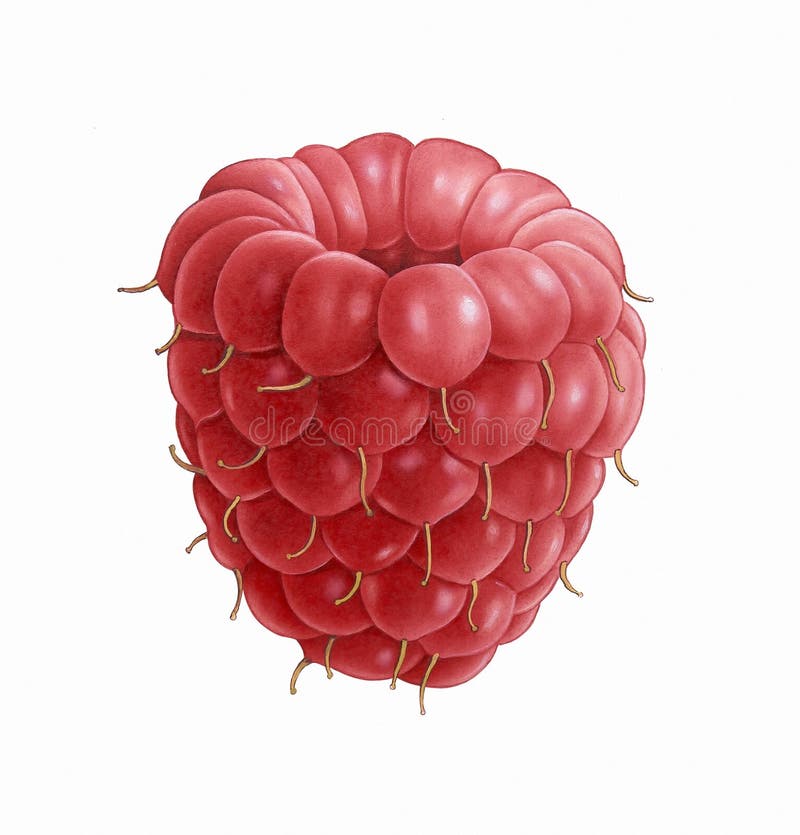Framboise illustration de vecteur. Illustration du vecteur - 14452806