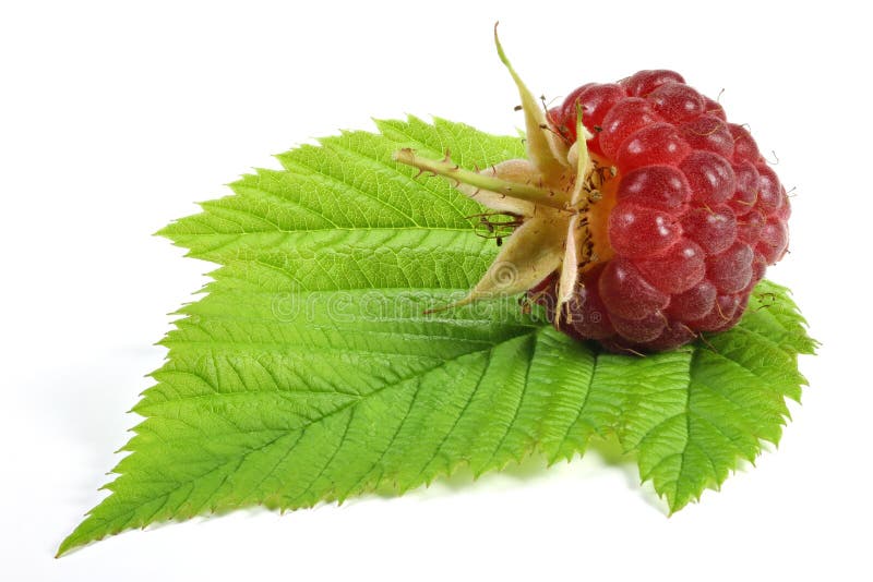 Framboise photo stock. Image du domestique, marché, maturité - 76860424