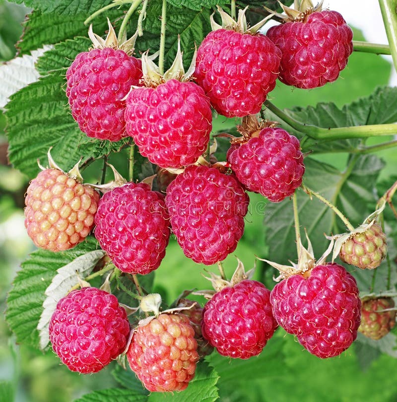 Framboise noire photo stock. Image du organique, frais - 20424450