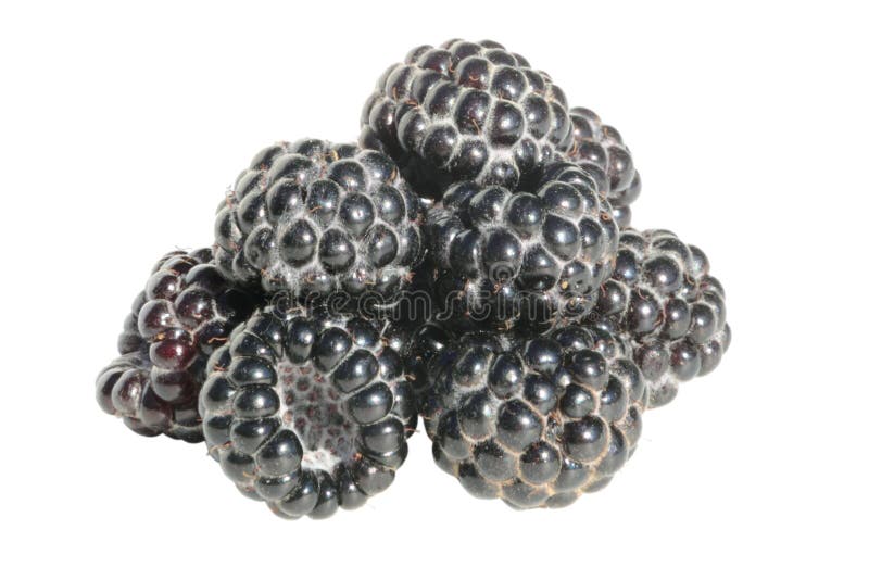 Framboise noire image stock. Image du couleurs, fruits - 20518975