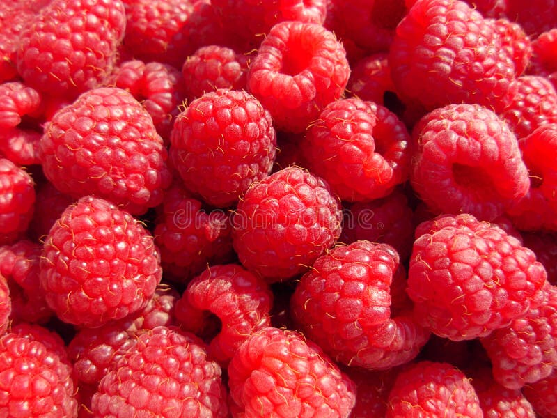 Framboise rouge photo stock. Image du délicieux, rouge - 56698836