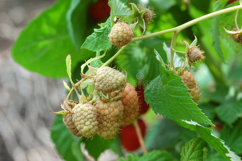 Framboise verte image stock. Image du branchement, été - 15665347