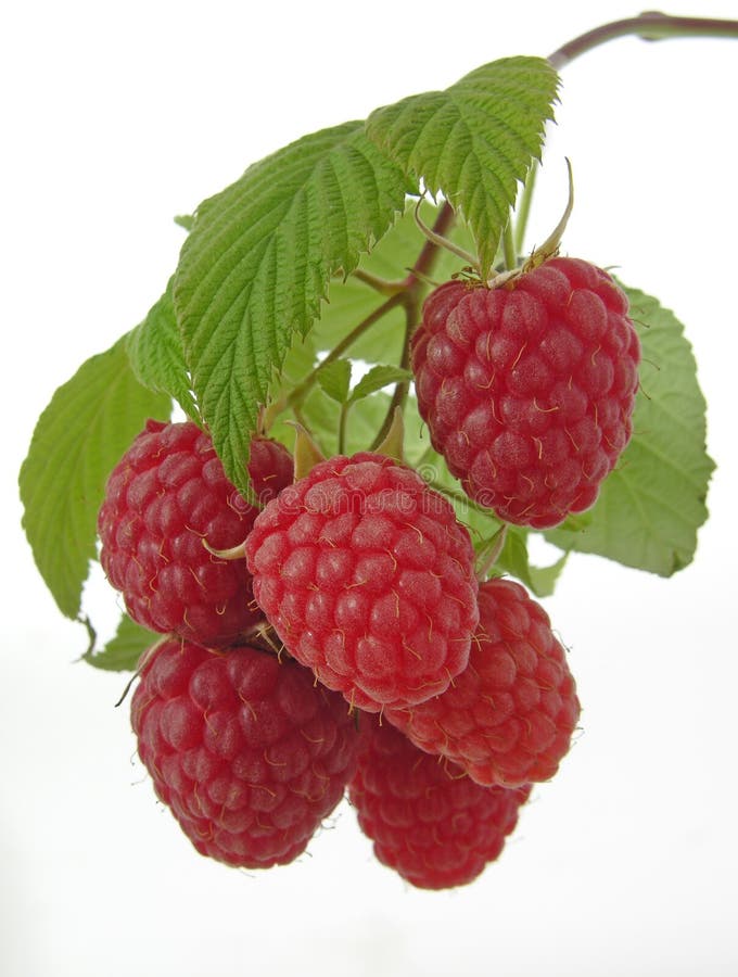 Framboises photo stock. Image du centrale, été, framboises - 9871622