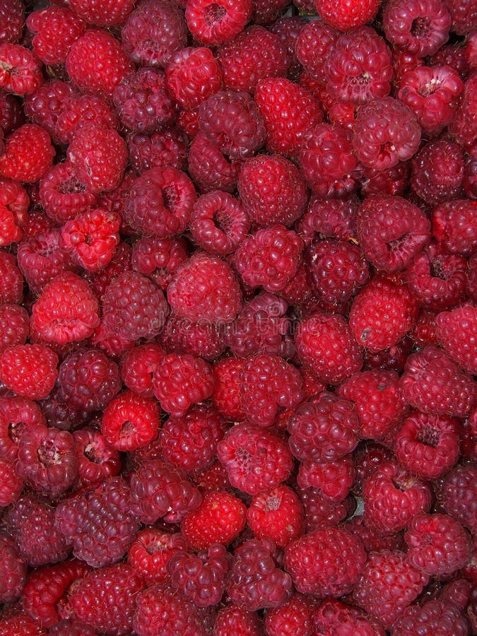 Framboises photo stock. Image du boisson, framboises, baie - 441080