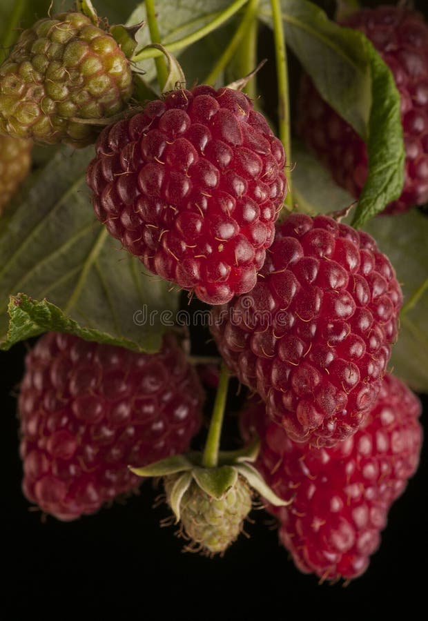 Framboises photo stock. Image of sain, doux, ingrédient - 60784976