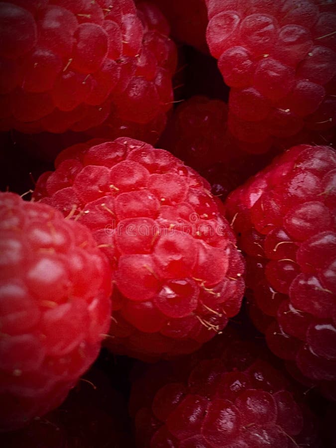 Framboises image stock. Image du details, frais, isolement - 74394055