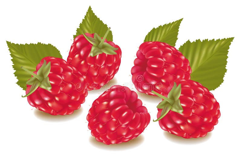 De Dessin Framboise Stock Illustrations, Vecteurs, & Clipart – (11,926 ...
