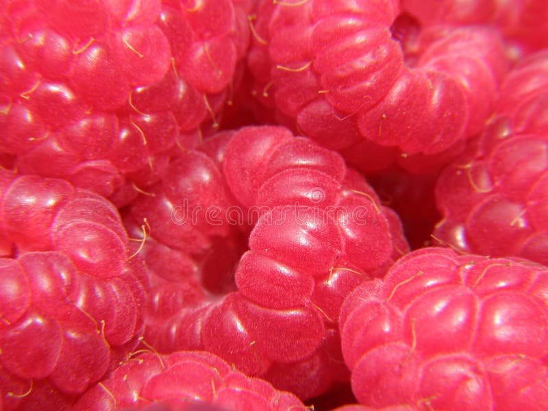 Framboises rouges image stock. Image du graine, collecte - 2222357