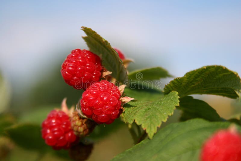 Framboises sauvages photo stock. Image du frais, baie - 4800498