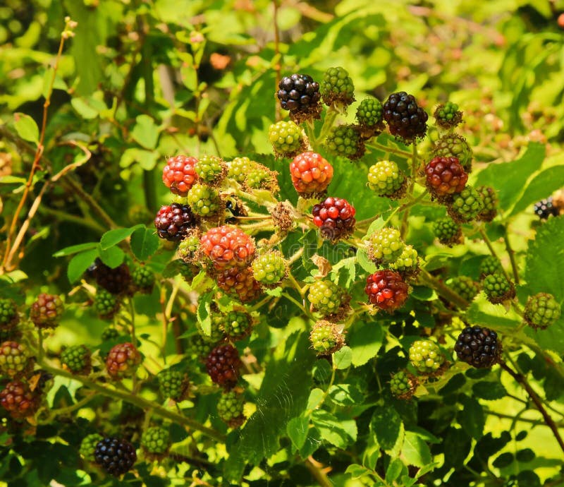 Framboises noires sauvages photo stock. Image du antioxydant - 2428004