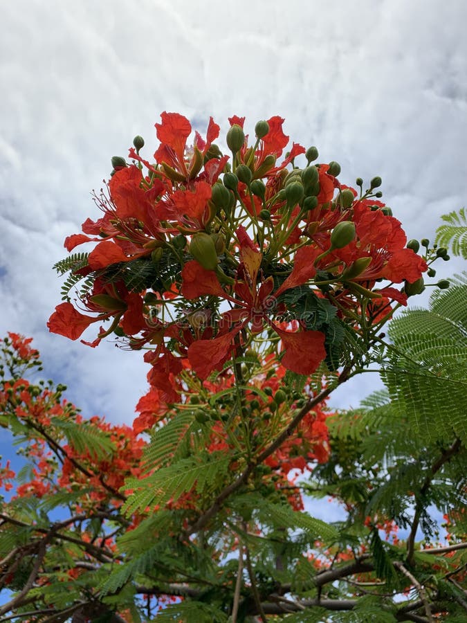 Framboyan Tree Stock Photos - Free & Royalty-Free Stock Photos from ...