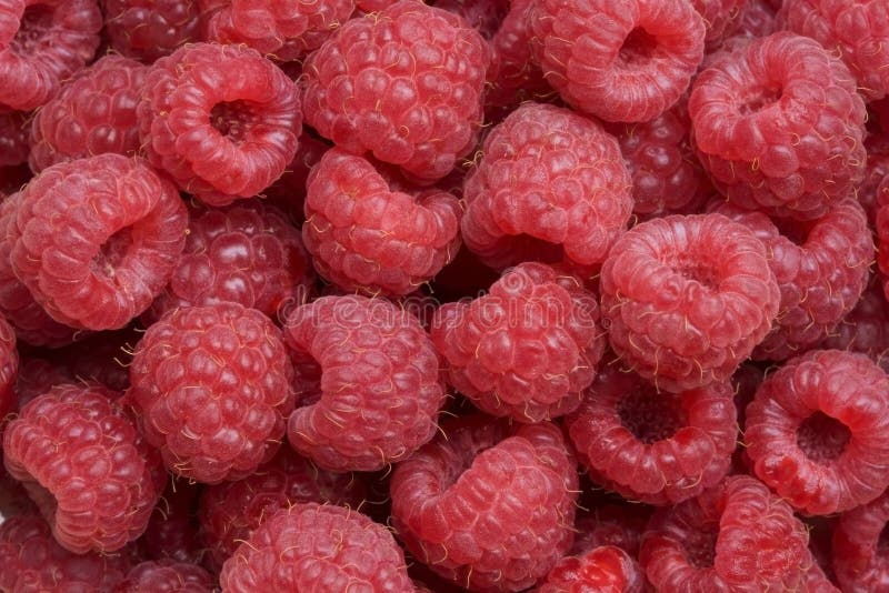 Frambozen stock foto. Image of bessen, dieet, rood, installatie - 2290424