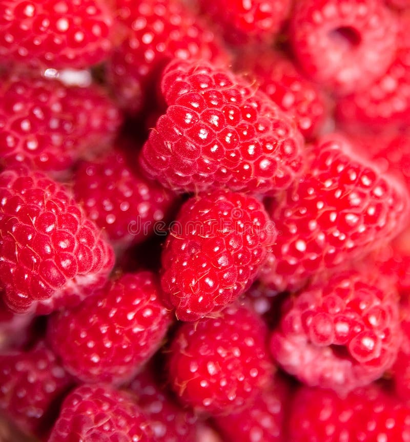 Frambozen stock afbeelding. Afbeelding bestaande uit growing - 9668023