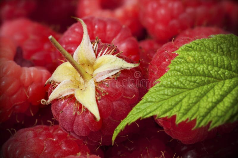 Frambozen, rode vruchten stock afbeelding. Image of oogst - 25251351
