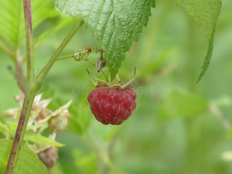 Frambozenrood Op De Struik in Het Bos Stock Foto - Image of voedsel ...