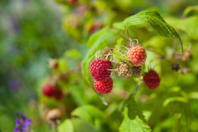 Frambozenstruik stock afbeelding. Image of groen, vrucht - 67588483