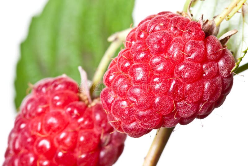 Frambuesa foto de archivo. Imagen de fresco, apetitoso - 26044476