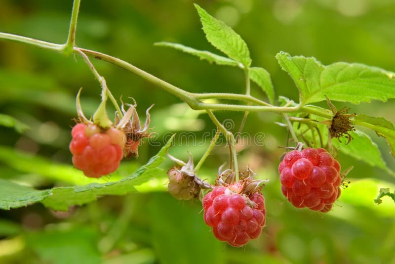 Frambuesa imagen de archivo. Imagen de culinario, fresco - 441503
