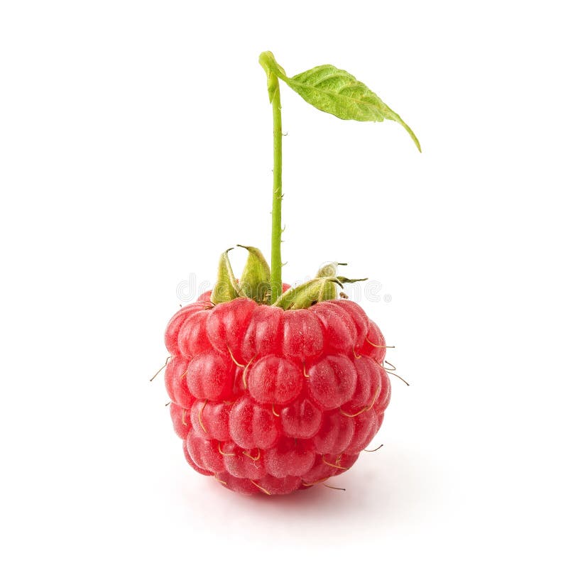 Frambuesa Aislada En El Fondo Blanco Imagen de archivo - Imagen de hoja ...