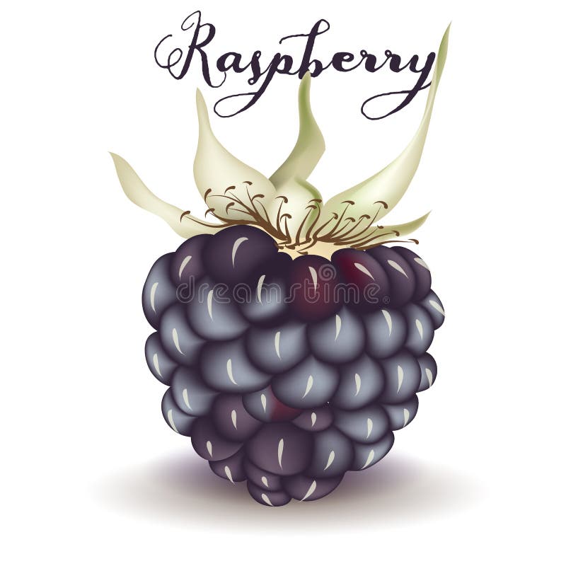Frambuesa Azul Aislada Hermosa, Ejemplo Del Vector Ilustración del ...