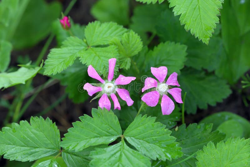 Frambuesa Dos Flores De Una Planta Foto de archivo - Imagen de cierre ...