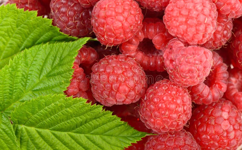 Frambuesa Roja Con La Hoja En Una Cesta En La Bandeja Del Metal Del ...