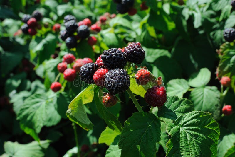 Frambuesa Negra El Cumberland Imagen de archivo - Imagen de frambuesas ...