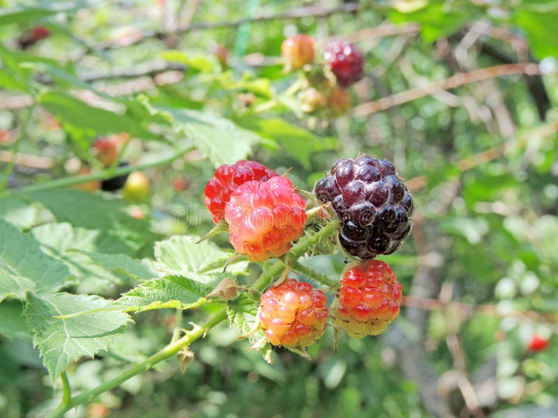 Frambuesa negra foto de archivo. Imagen de inmaduro, follaje - 56283540