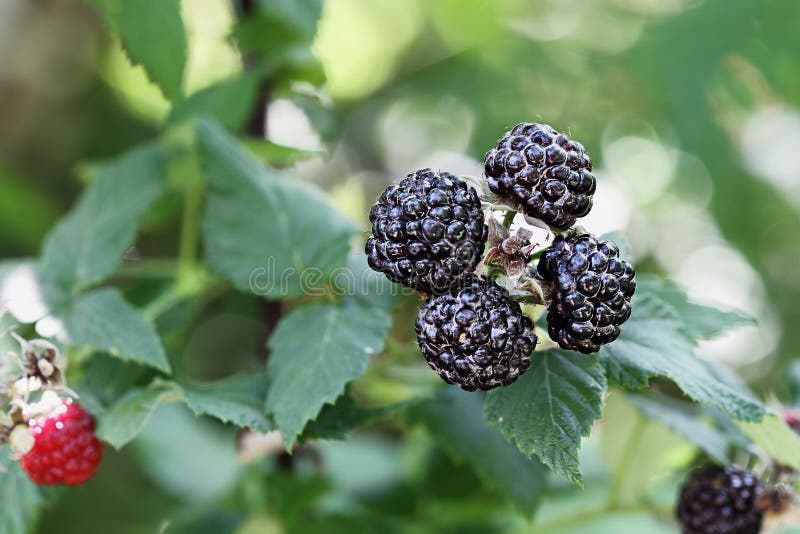 Frambuesa Negra De Occidentali Del Rubus Foto de archivo - Imagen de ...