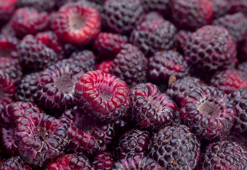 Frambuesa Negra El Cumberland Foto de archivo - Imagen de travieso ...