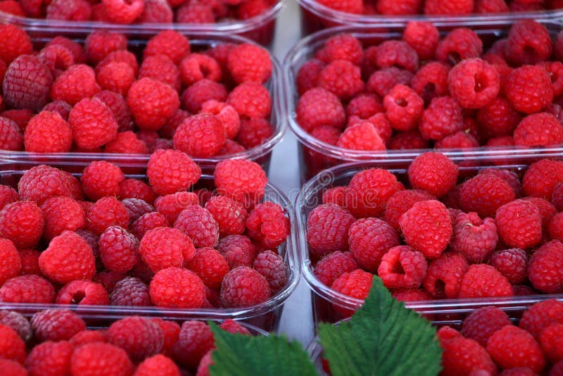Frambuesa roja fresca imagen de archivo. Imagen de vegetariano - 32935419