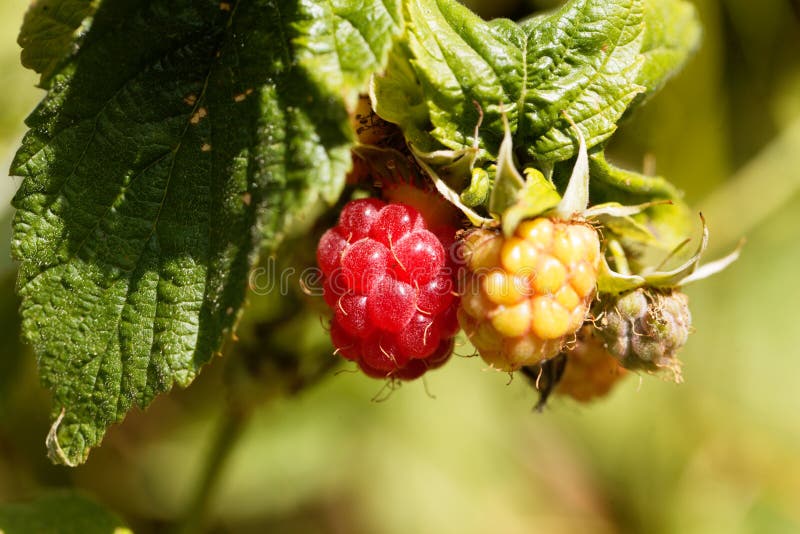 Frambuesa Roja, Idaeus Del Rubus Imagen de archivo - Imagen de crezca ...