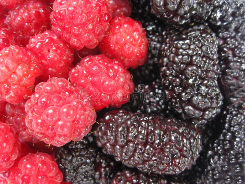 Frambuesa Roja Y Mora Oscura Yin Yang Imagen de archivo - Imagen de ...