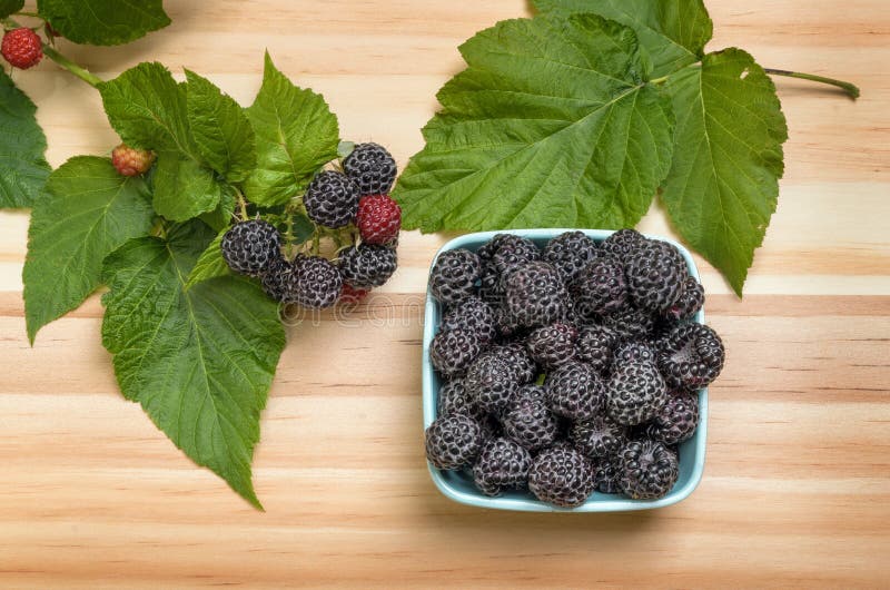 Frambuesas negras foto de archivo. Imagen de negro, zarzamoras - 52521642