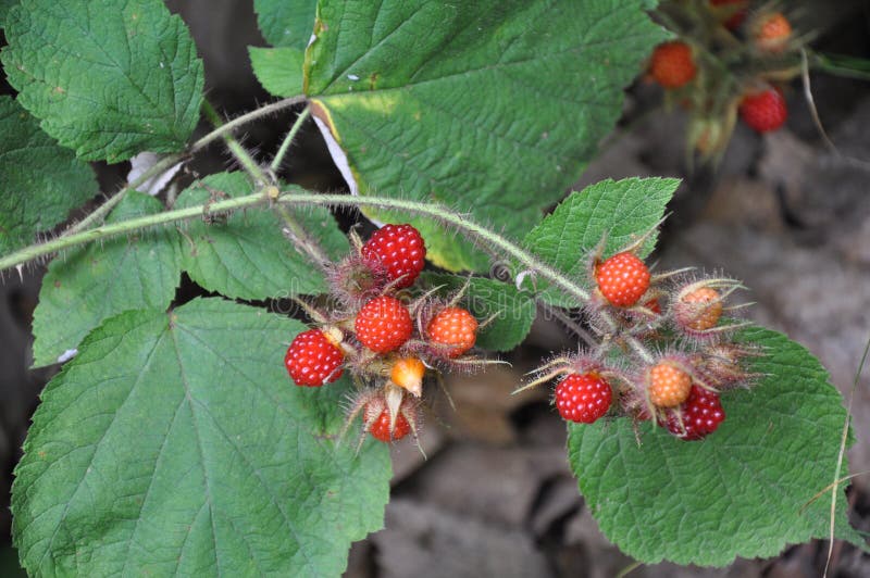 Frambuesas rojas imagen de archivo. Imagen de alimento - 29391621