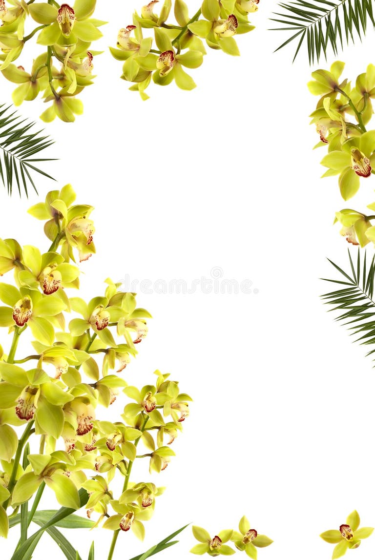 3,928 Orchids Frame Stock Photos - Free & Royalty-Free Stock Photos ...