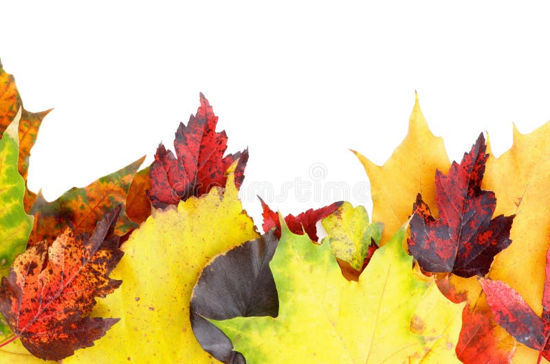 Frame of Autumn Leafs stock photo. Image of leaves, green - 68272670