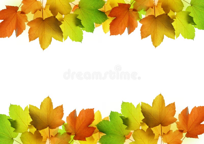 Frame from Autumn Leaves of Maple Tree Stock Image - Image of nature ...