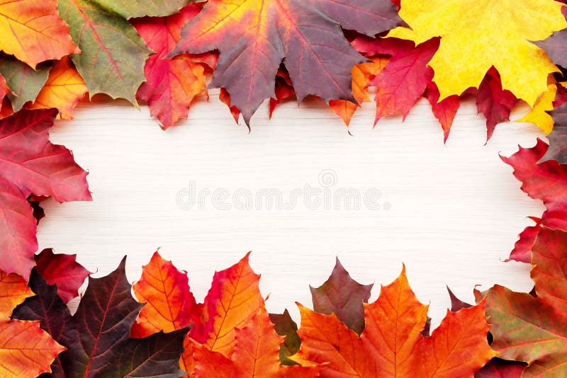 Frame of Autumn Maple Leaves Isolated on White Background Stock Image ...