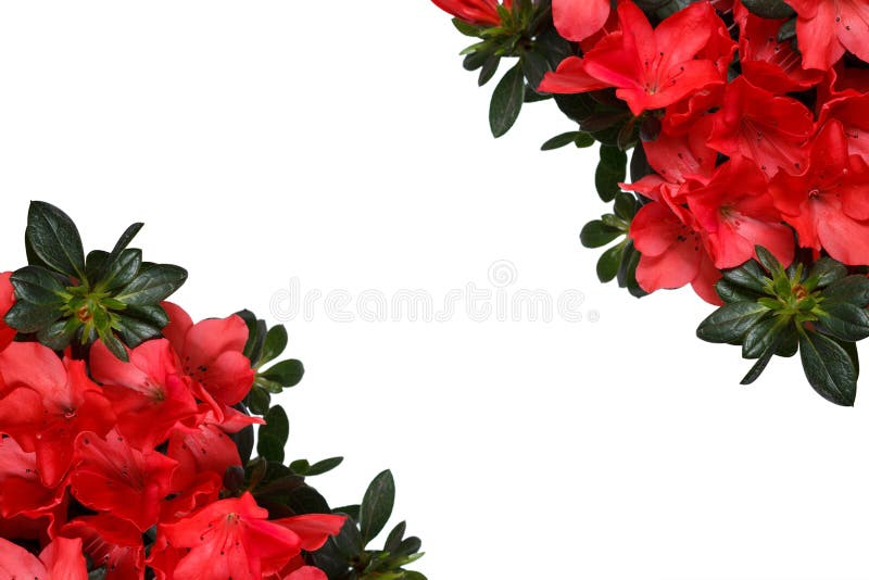 Frame of Azalea Flower on a White Background with Space for Text. Stock ...