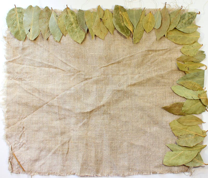 Frame of bay leaves stock image. Image of medicinal, ingredient - 51282537