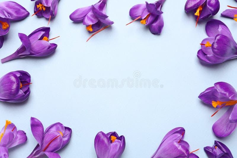 Frame of Beautiful Saffron Crocus Flowers on Light Blue Background ...