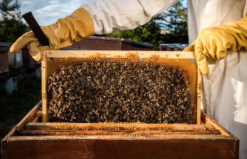Frame with bees stock image. Image of agriculture, protective - 59439677