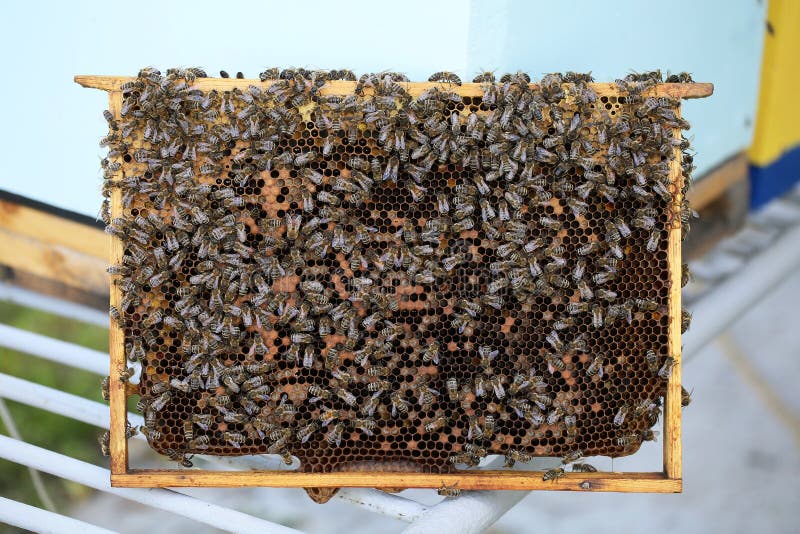 Frame with Bees Producing Honey in a Small Beekeeping . Stock Image ...