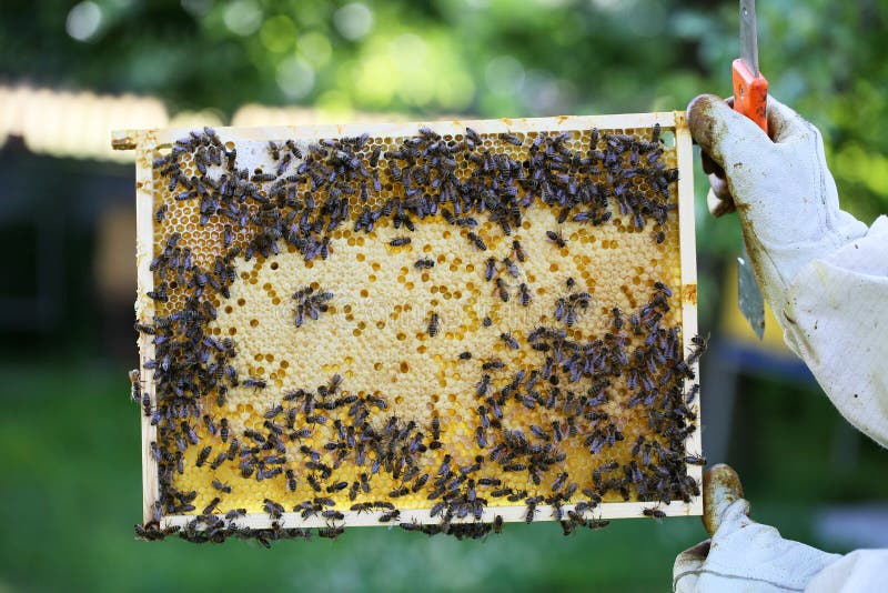 Frame with Bees Producing Honey in a Small Beekeeping . Stock Photo ...