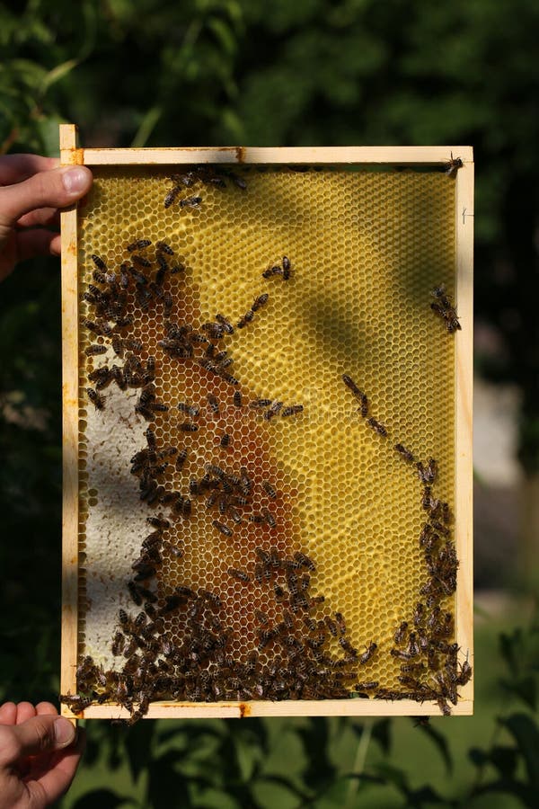 Bee frame with bees stock image. Image of brown, insect - 35382573