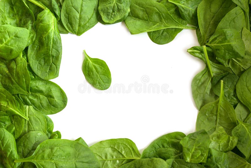 Frame Border from Fresh Organic Spinach Leaves with Copy Space, One ...